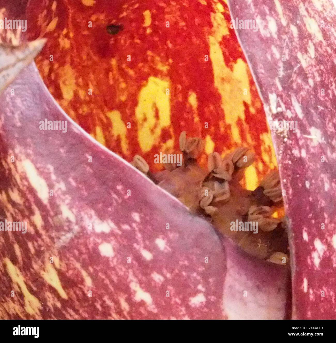 Eastern Skunk Cabbage (Symplocarpus foetidus) Plantae Stock Photo - Alamy