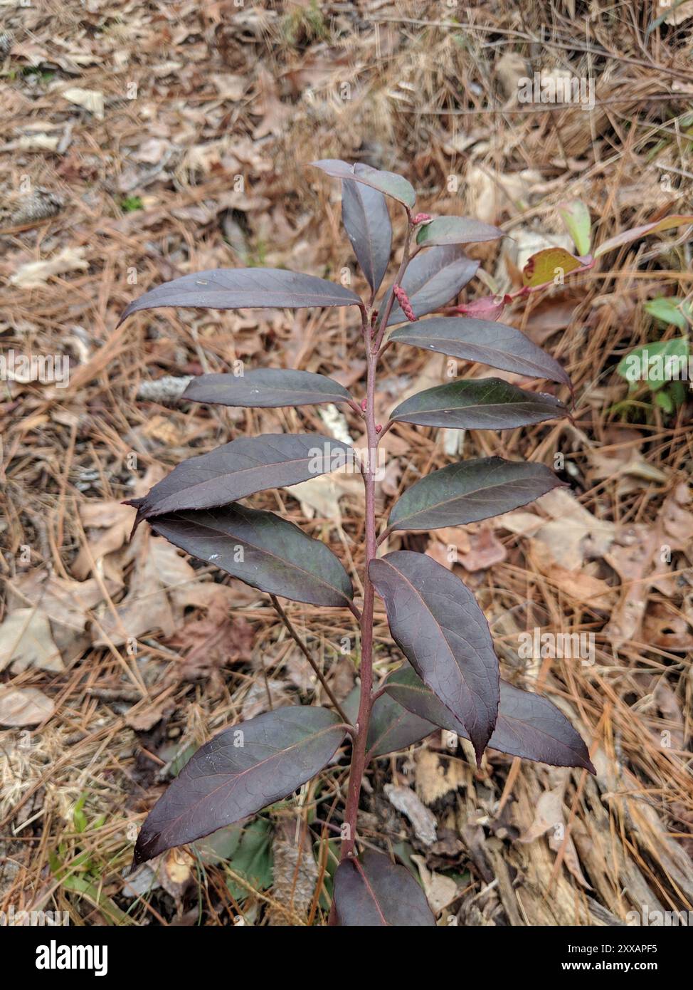 Swamp Dog-laurel (Leucothoe axillaris) Plantae Stock Photo - Alamy