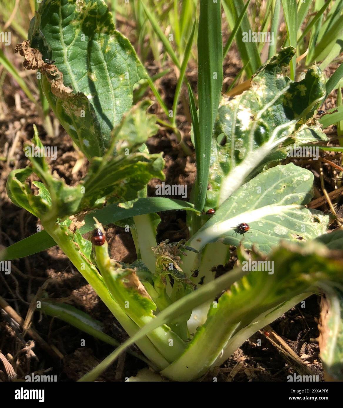 Bagrada Bug (Bagrada hilaris) Insecta Stock Photo - Alamy