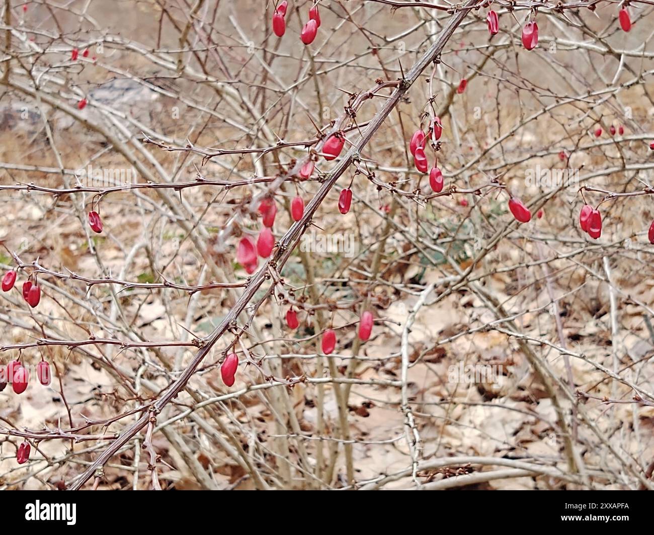Japanese barberry (Berberis thunbergii) Plantae Stock Photo - Alamy