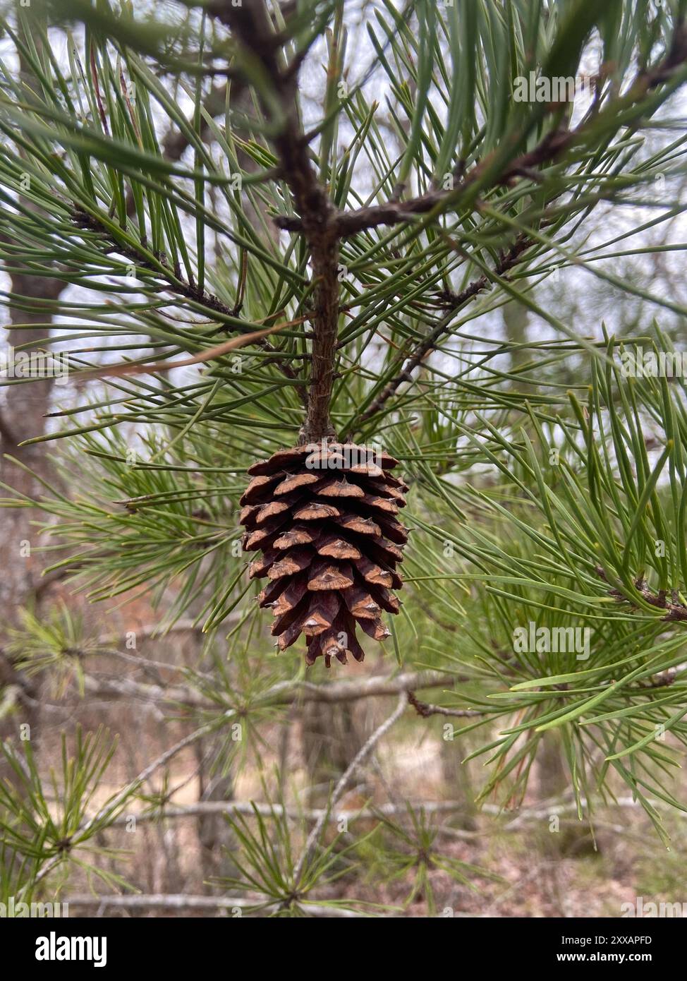 Virginia pine (Pinus virginiana) Plantae Stock Photo - Alamy