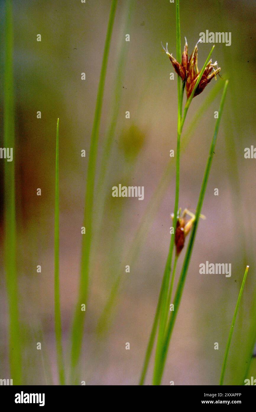 Brown Beakrush (Rhynchospora fusca) Plantae Stock Photo - Alamy