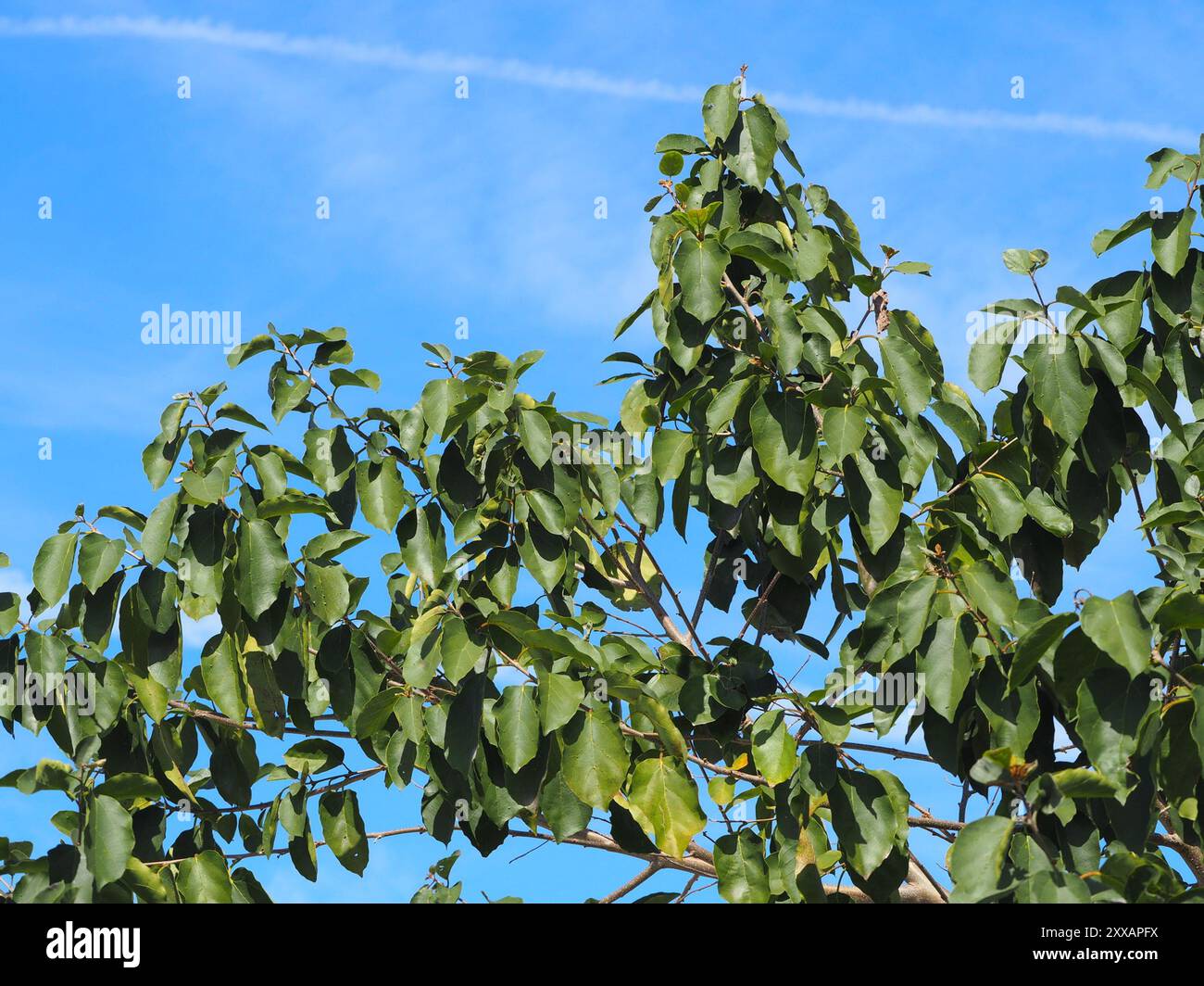 Clammy Cherry (Cordia dichotoma) Plantae Stock Photo - Alamy