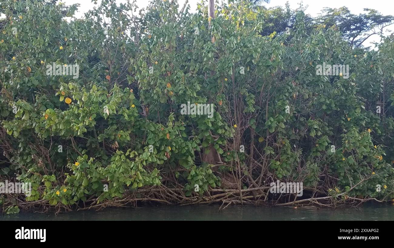 sea hibiscus (Hibiscus tiliaceus) Plantae Stock Photo - Alamy