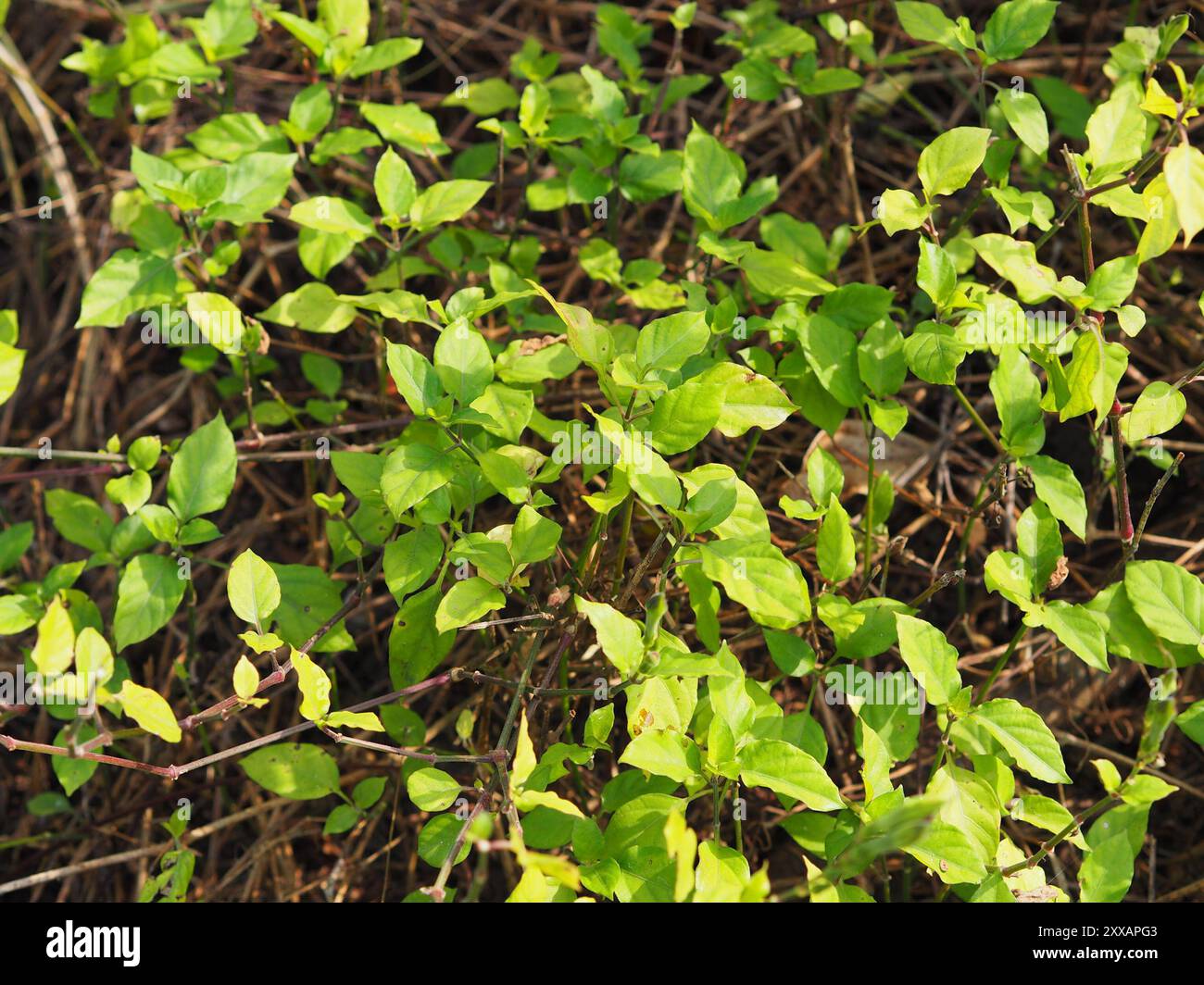Asian Coromandel (Asystasia gangetica) Plantae Stock Photo - Alamy