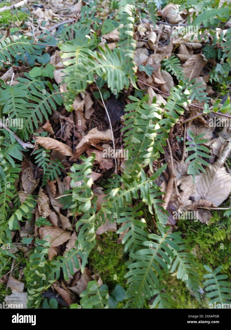 common polypody (Polypodium vulgare) Plantae Stock Photo - Alamy