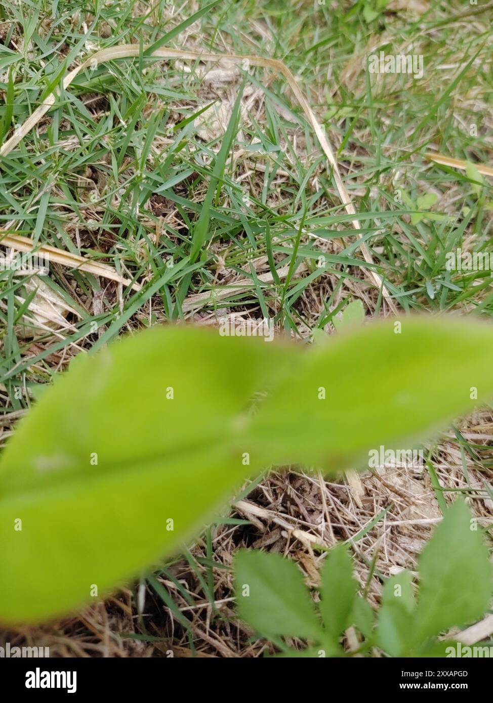 Indian shot (Canna indica) Plantae Stock Photo - Alamy