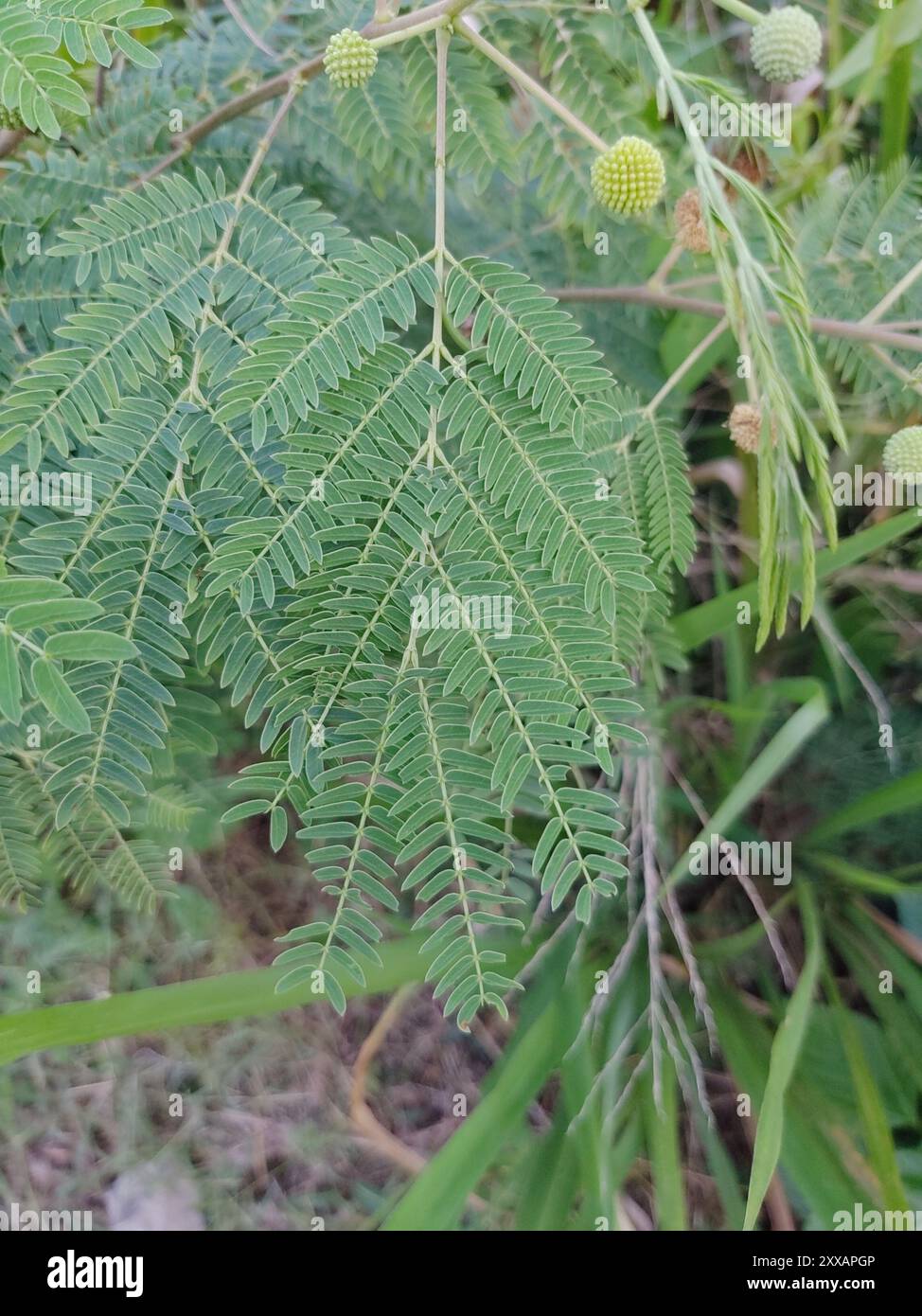 White leadtree (Leucaena leucocephala) Plantae Stock Photo - Alamy