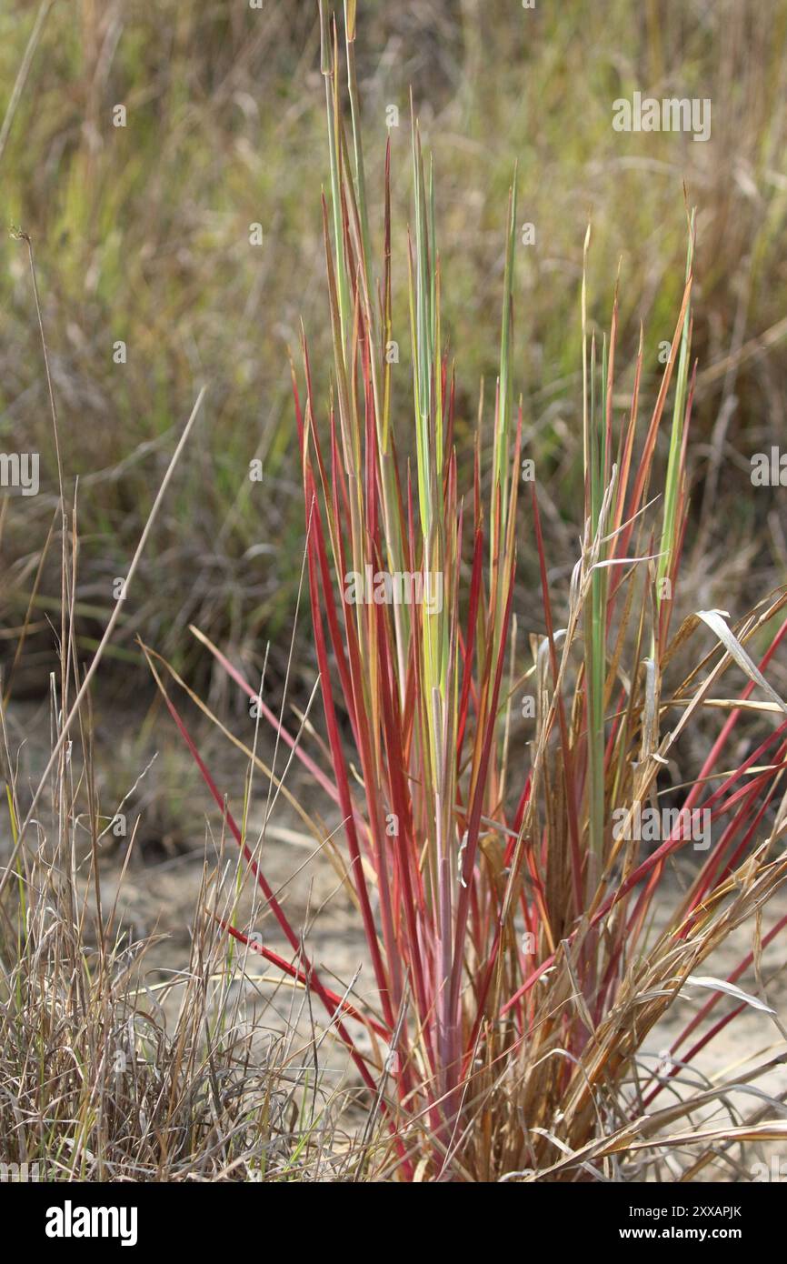 African bristlegrass (Setaria sphacelata) Plantae Stock Photo - Alamy