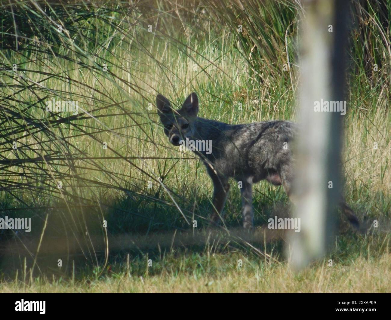 Pampas Fox (Lycalopex gymnocerca) Mammalia Stock Photo - Alamy