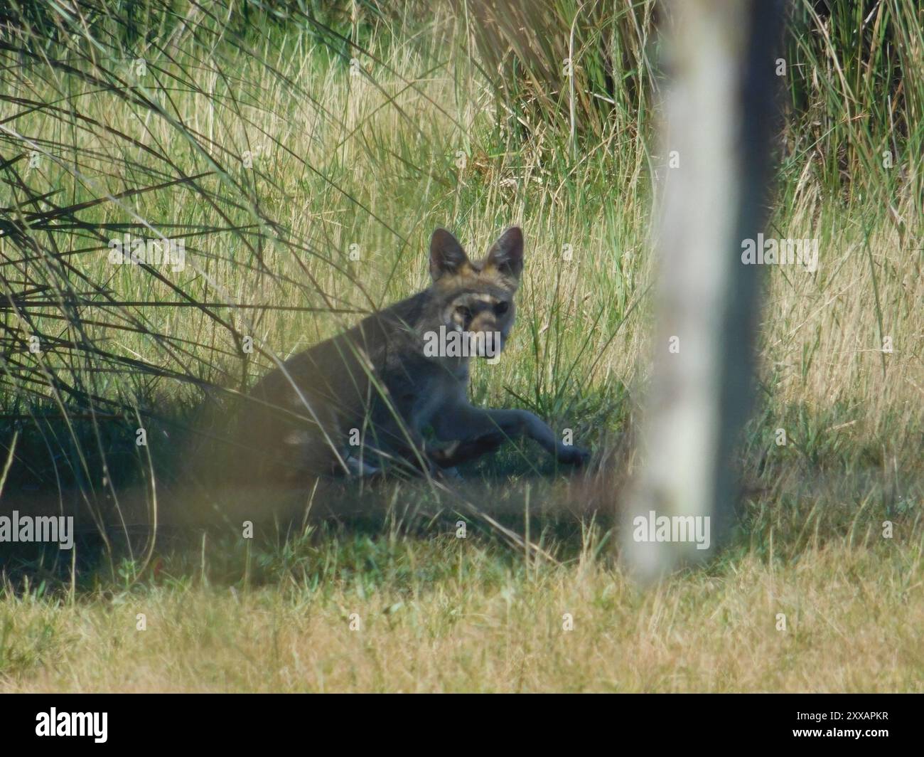Pampas Fox (Lycalopex gymnocerca) Mammalia Stock Photo - Alamy