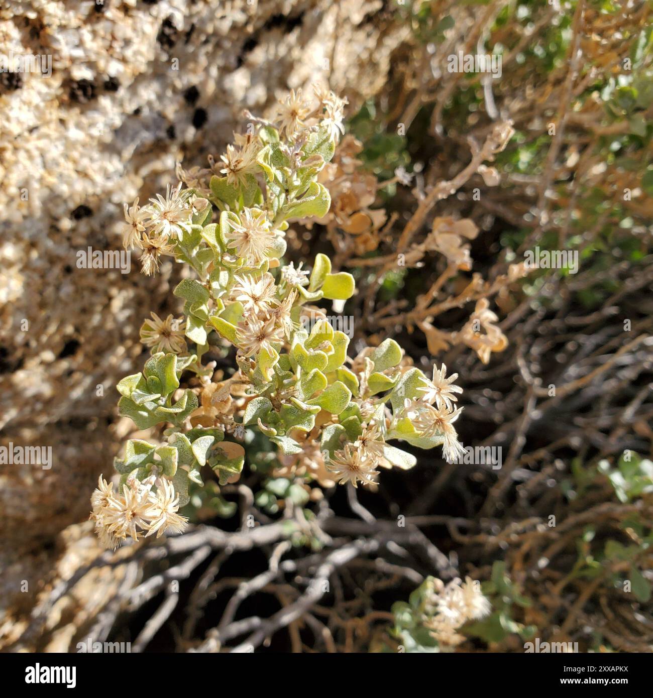 Wide Leaved Rock Goldenbush (Ericameria cuneata spathulata) Plantae ...