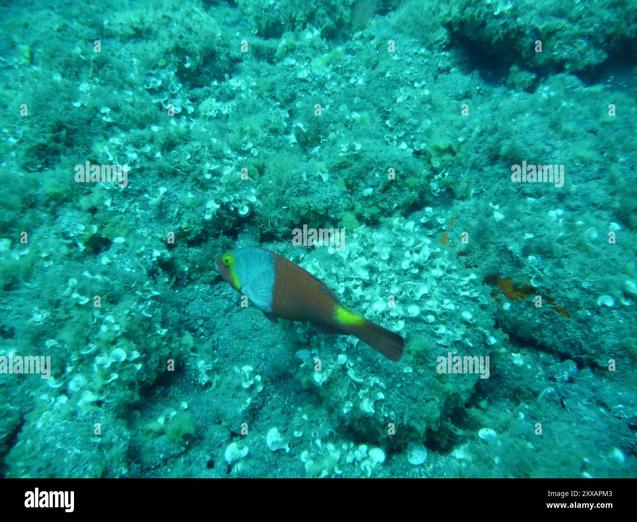 European Parrotfish (Sparisoma cretense) Actinopterygii Stock Photo - Alamy