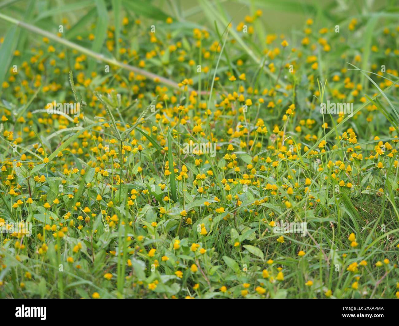 marsh para cress (Acmella uliginosa) Plantae Stock Photo - Alamy