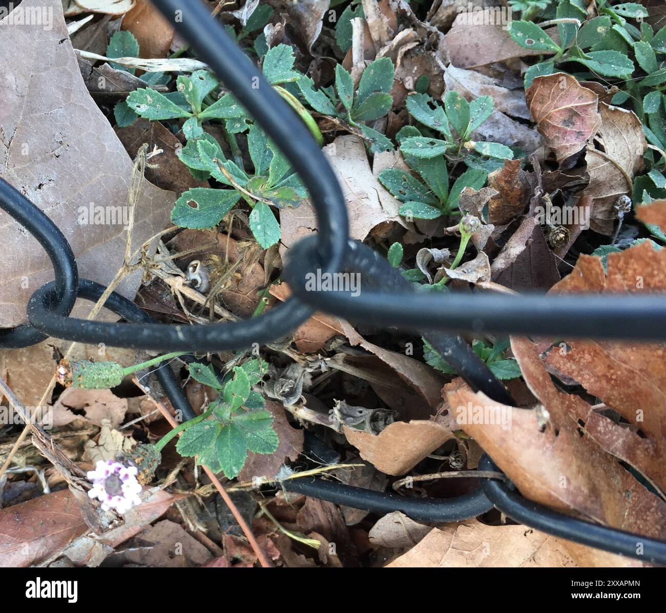 turkey tangle frogfruit (Phyla nodiflora) Plantae Stock Photo - Alamy