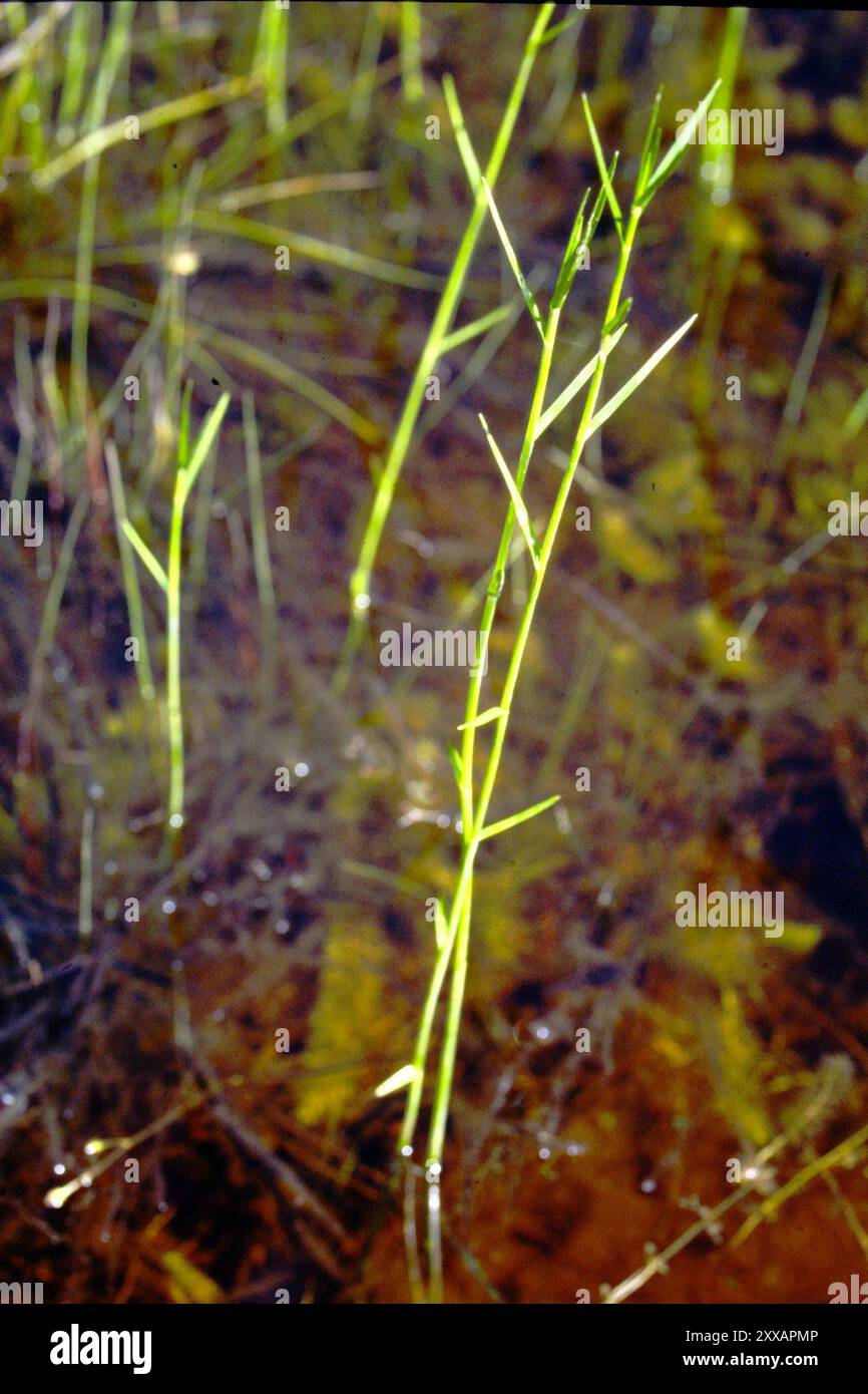 Three-way Sedge (Dulichium arundinaceum) Plantae Stock Photo - Alamy