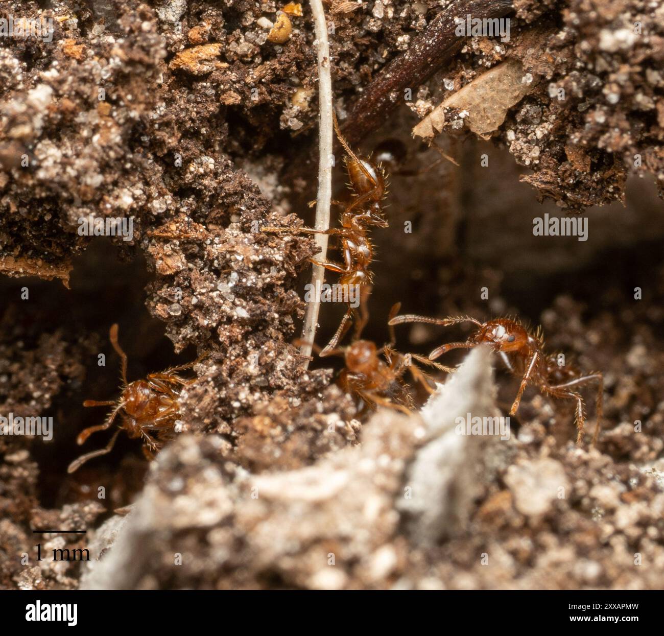 Red Imported Fire Ant (Solenopsis invicta) Insecta Stock Photo - Alamy