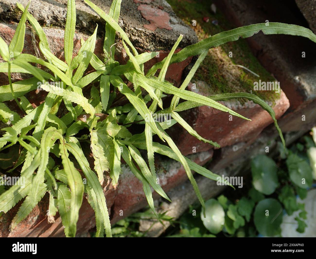 spider brake (Pteris multifida) Plantae Stock Photo - Alamy