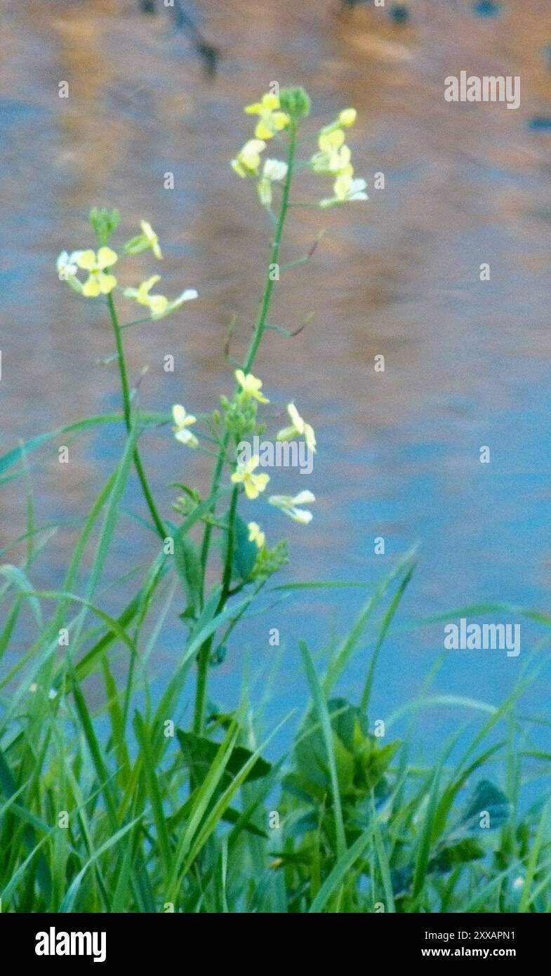 Wild radish (Raphanus raphanistrum) Plantae Stock Photo - Alamy