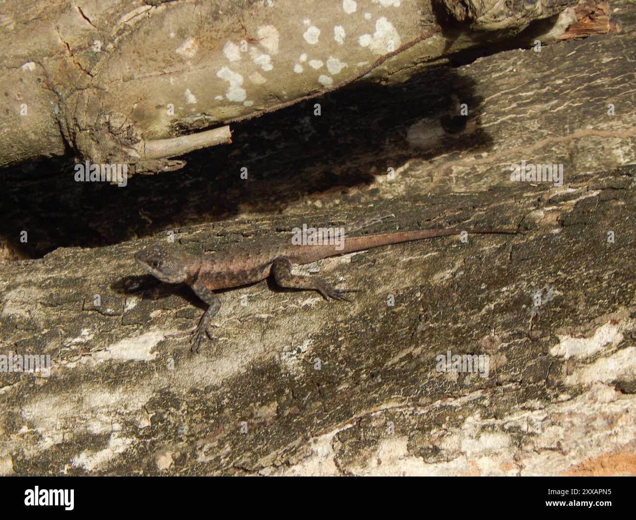 Peters' Lava Lizard (Tropidurus hispidus) Reptilia Stock Photo - Alamy