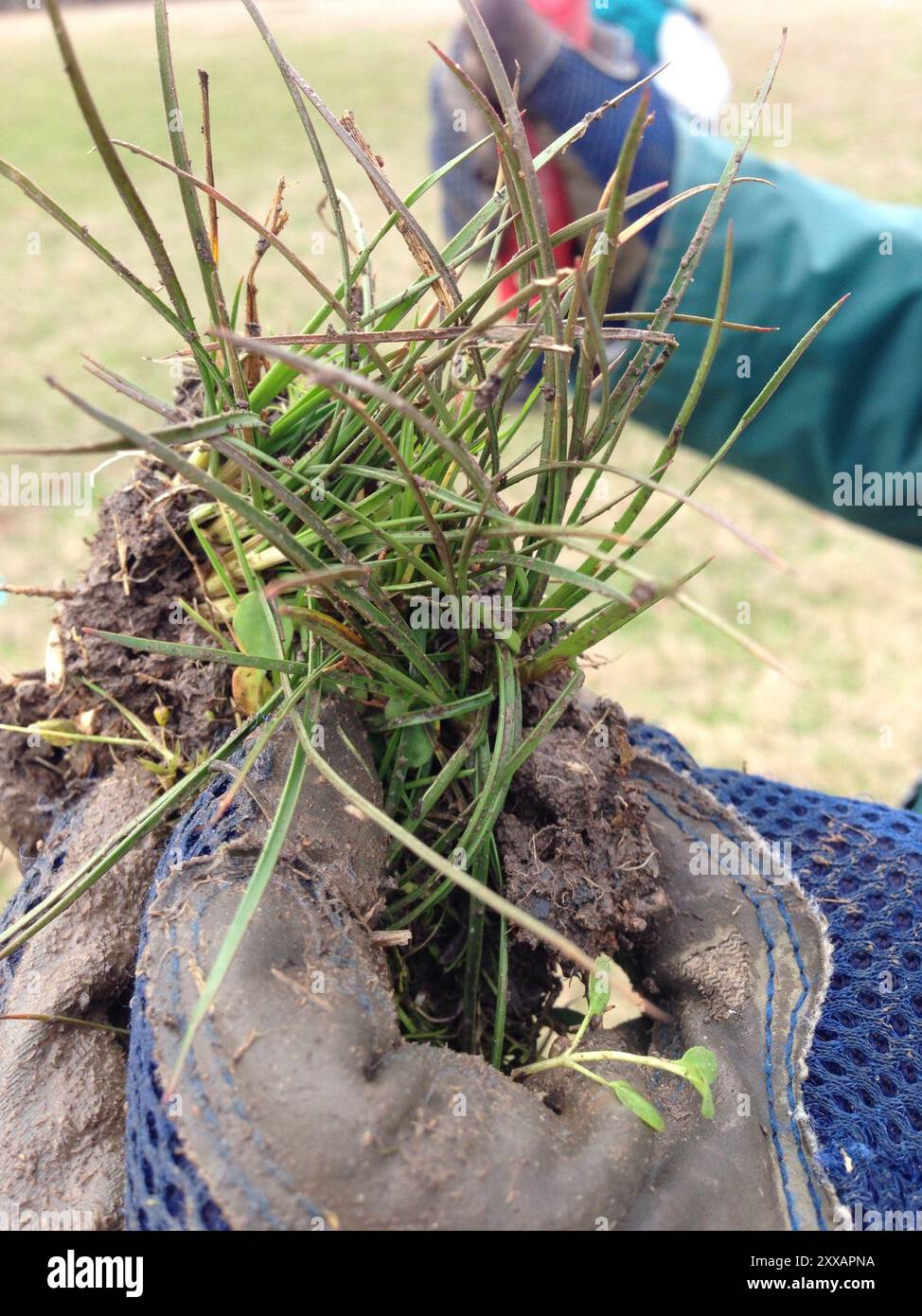Fringe Rush (Fimbristylis) Plantae Stock Photo - Alamy