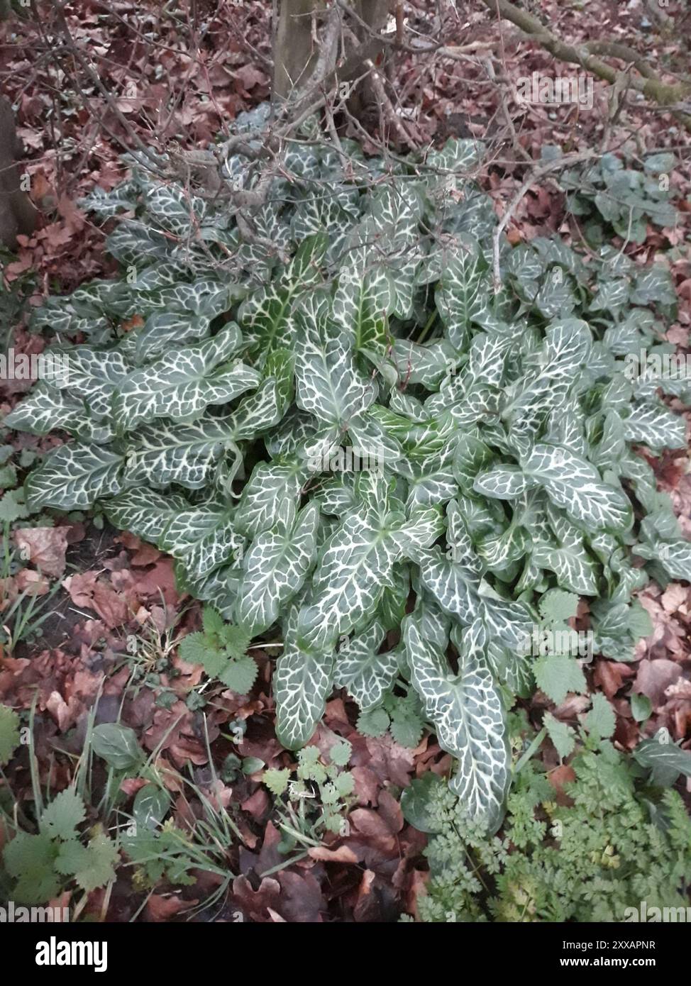 Italian arum (Arum italicum) Plantae Stock Photo - Alamy