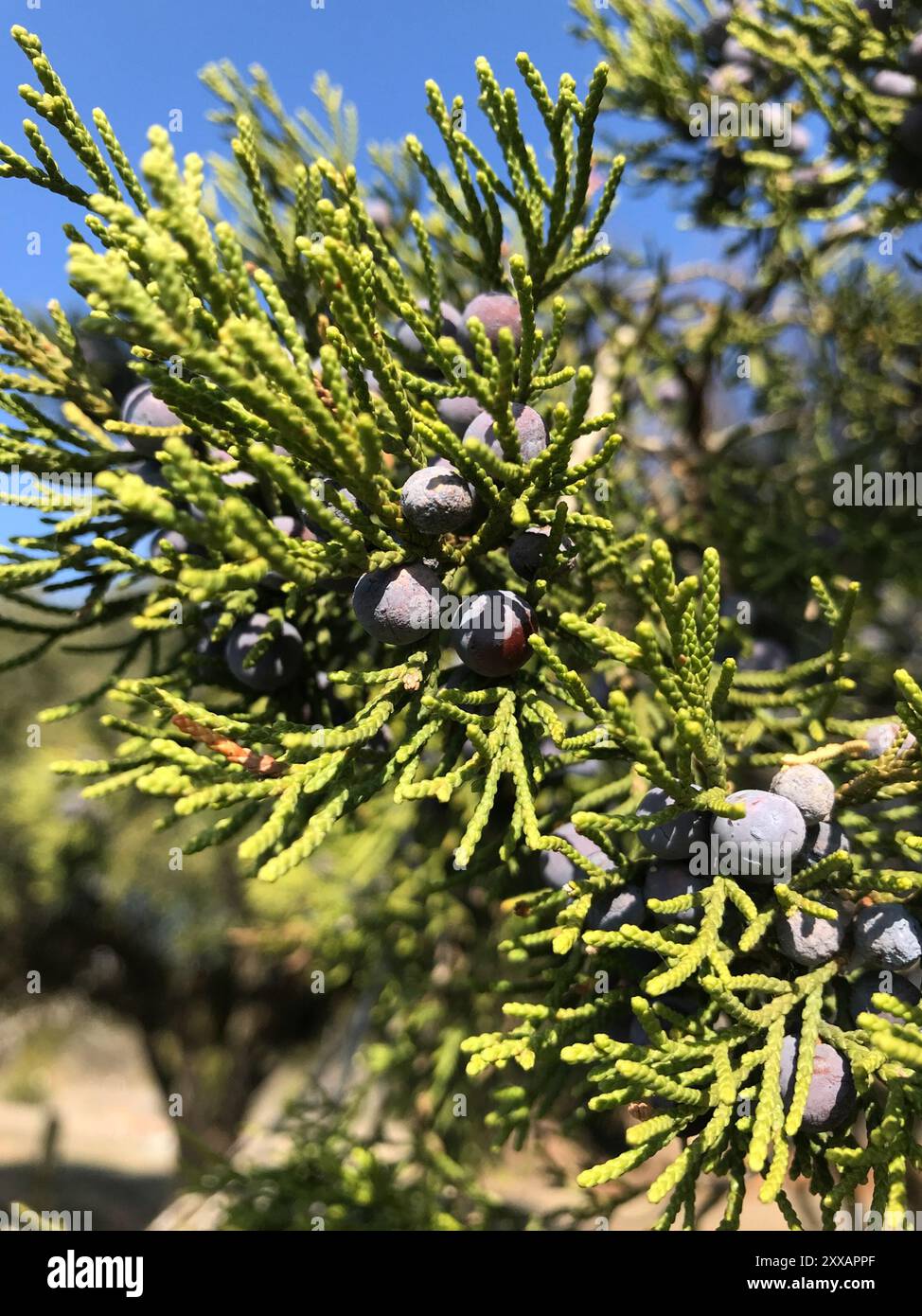 Ashe juniper (Juniperus ashei) Plantae Stock Photo - Alamy