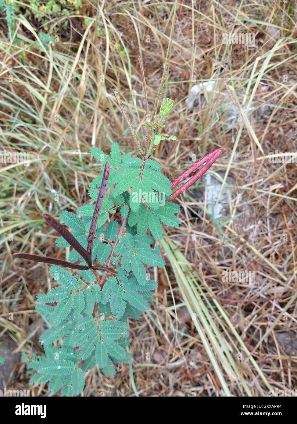 pigeon bundleflower (Desmanthus pernambucanus) Plantae Stock Photo - Alamy