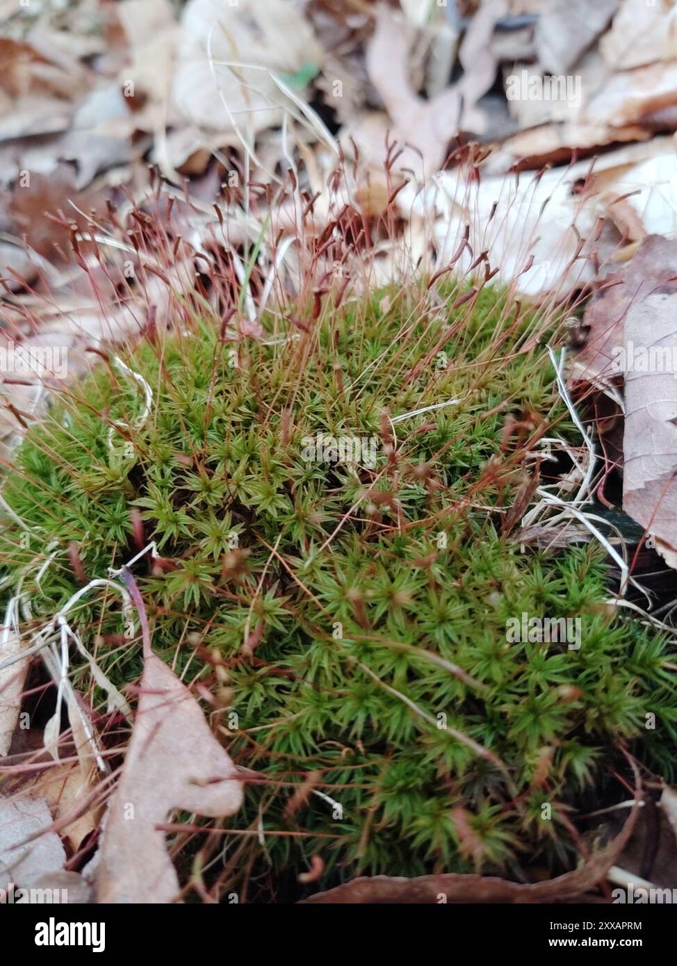 lesser smoothcap (Atrichum angustatum) Plantae Stock Photo - Alamy