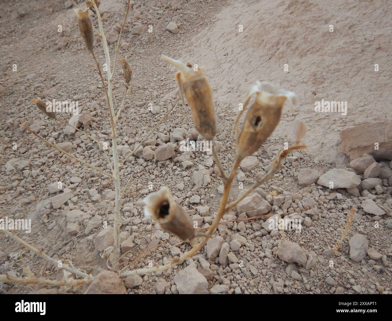 Blazingstars (Mentzelia) Plantae Stock Photo - Alamy