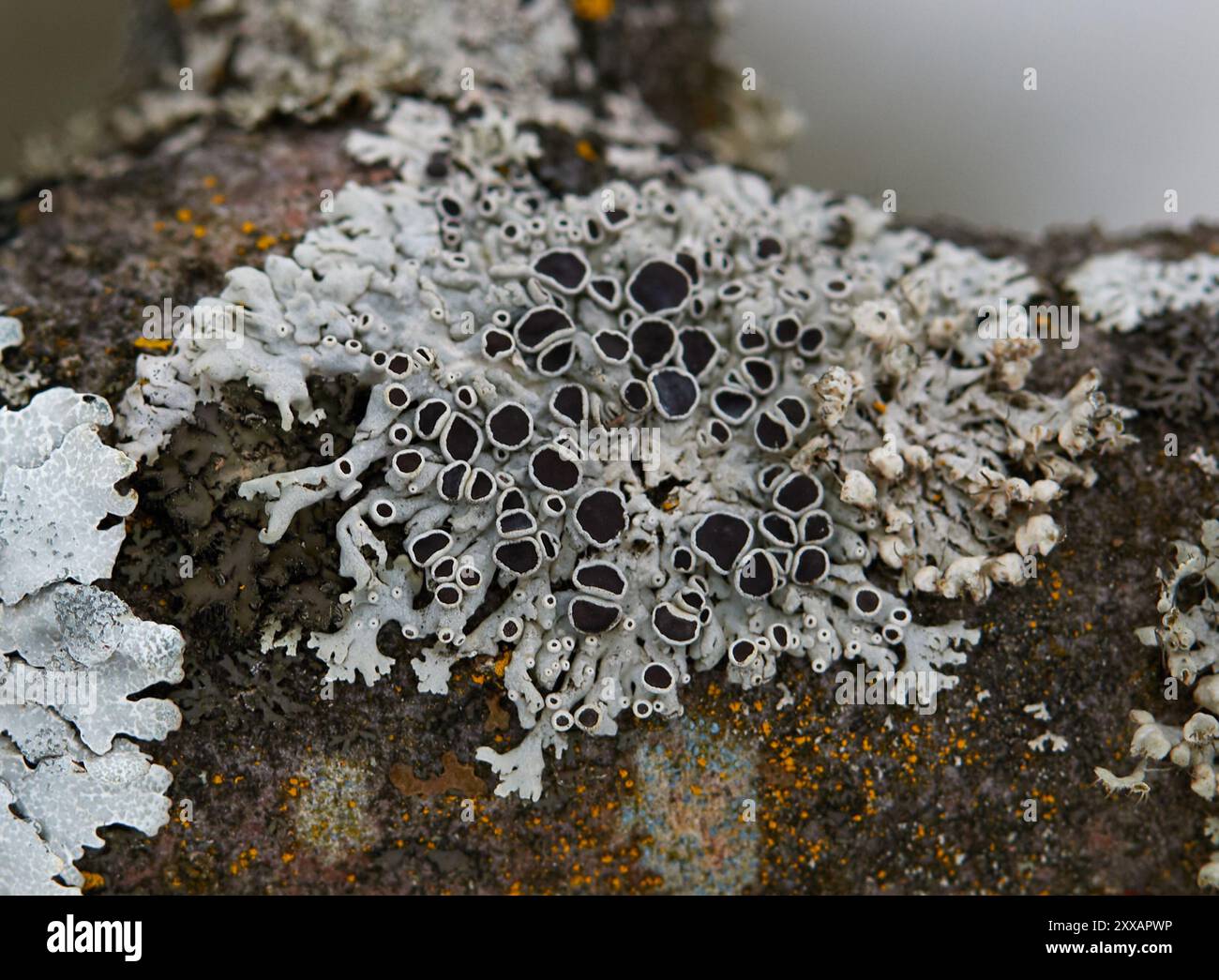 Star Rosette Lichen (Physcia stellaris) Fungi Stock Photo - Alamy