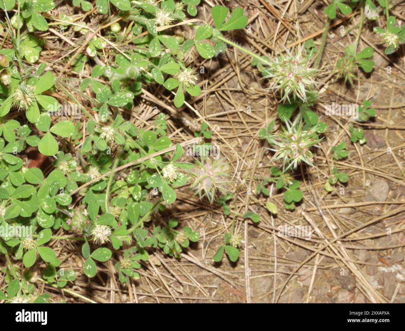 Star Clover (Trifolium stellatum) Plantae Stock Photo - Alamy