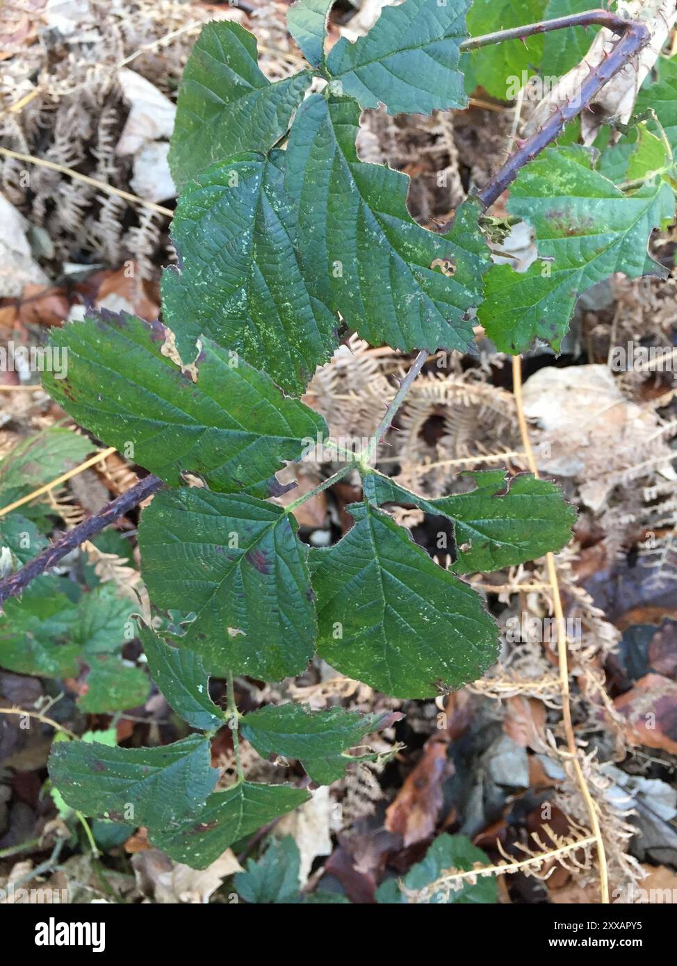 brambles (Rubus) Plantae Stock Photo - Alamy