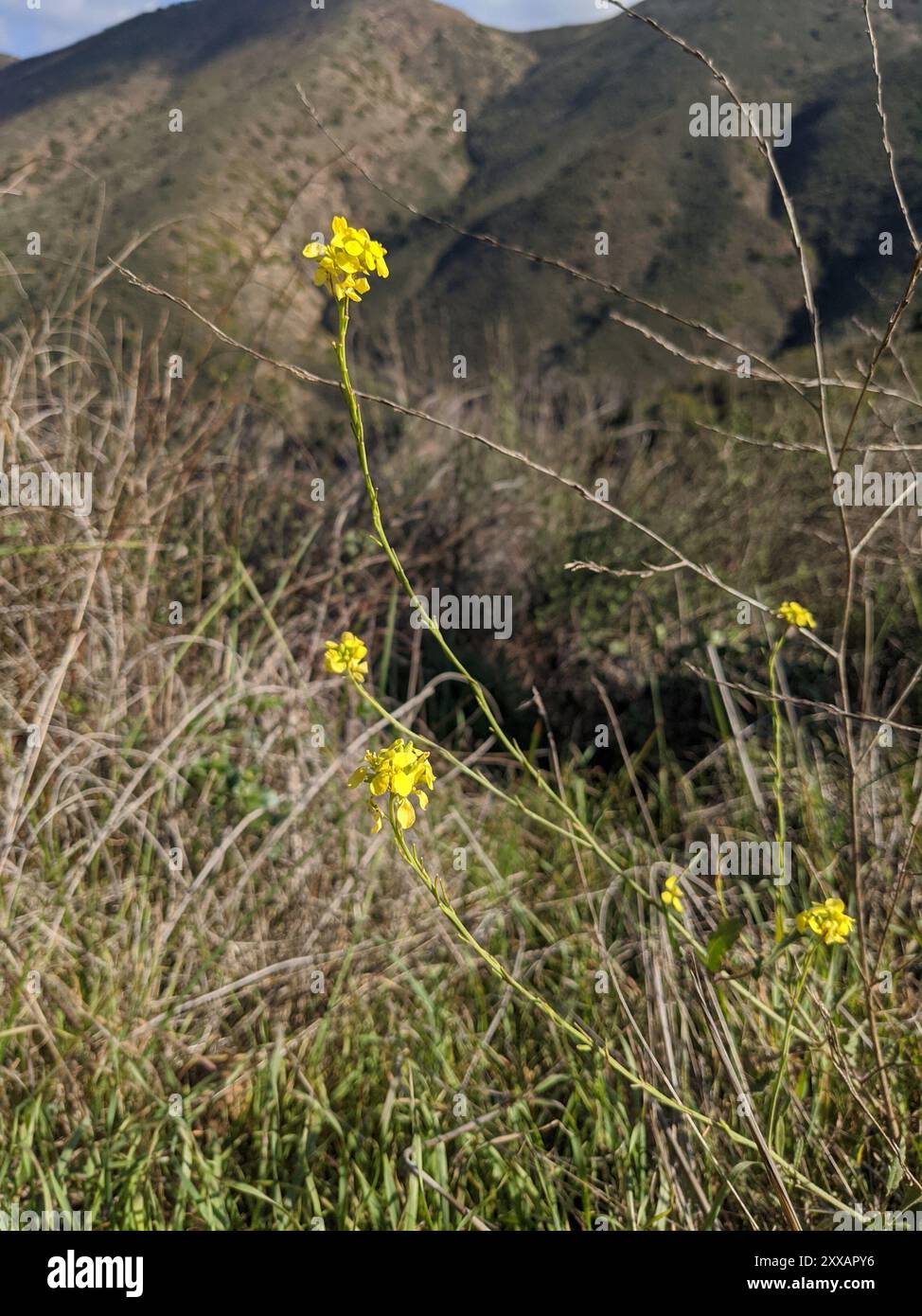 Shortpod Mustard (Hirschfeldia incana) Plantae Stock Photo - Alamy