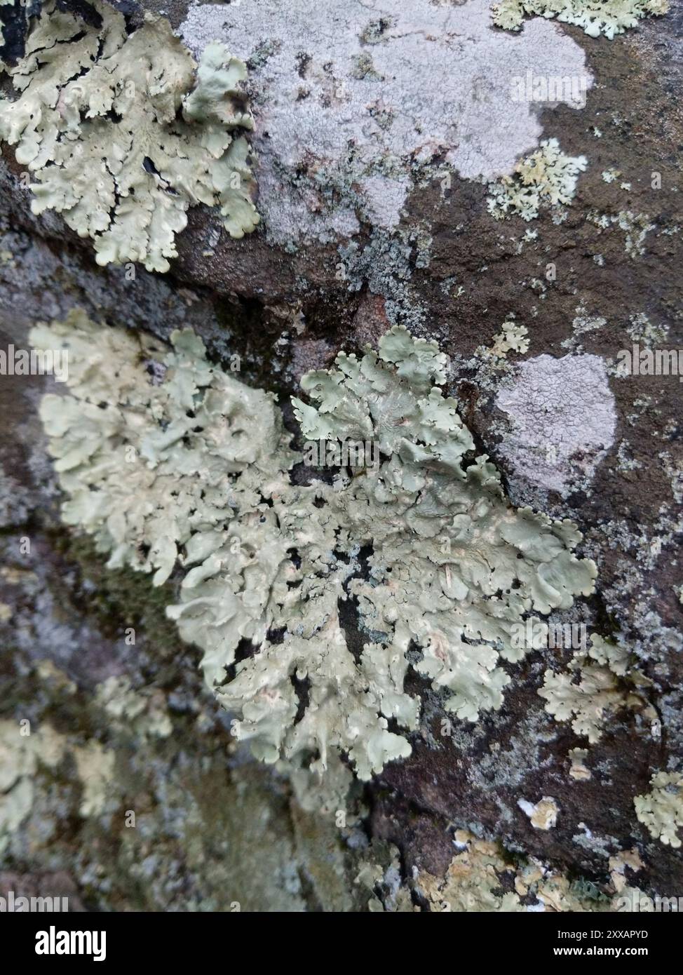 greenshield lichens (Flavoparmelia) Fungi Stock Photo - Alamy