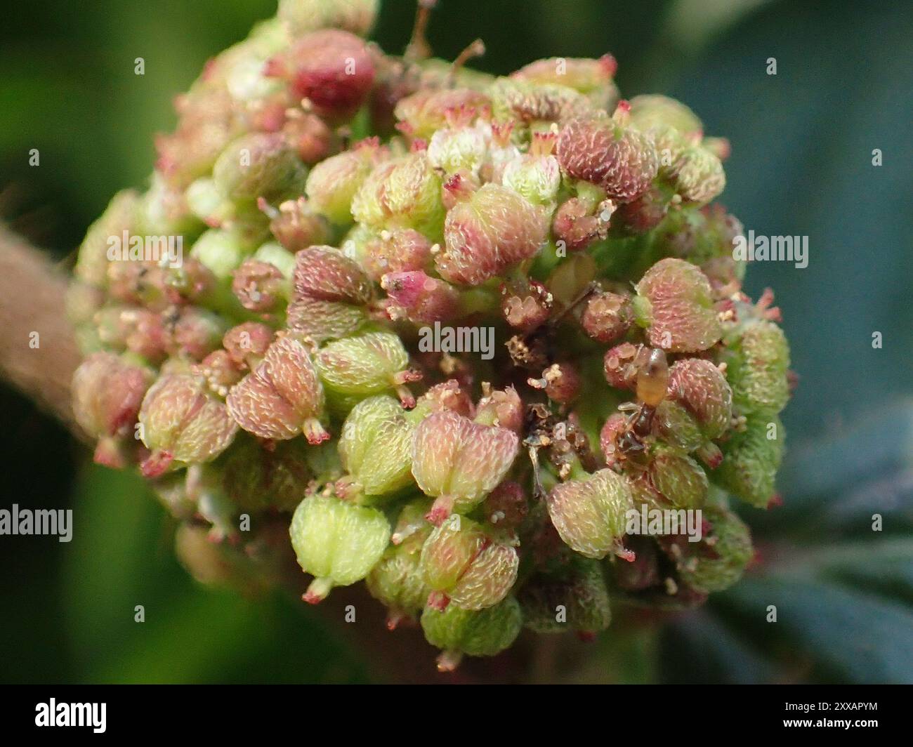 Asthma plant (Euphorbia hirta) Plantae Stock Photo - Alamy