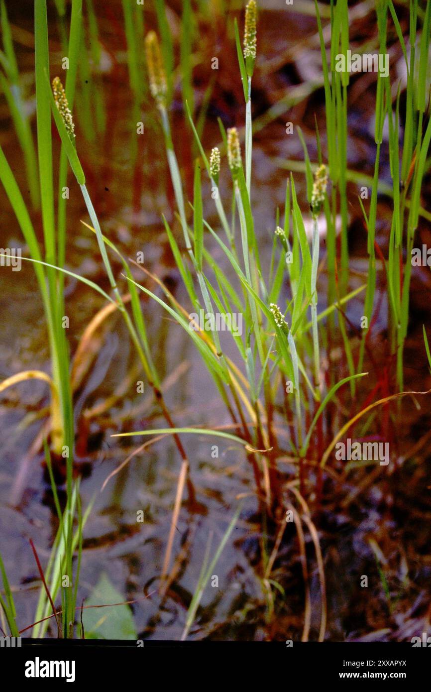 Alopecurus aequalis hi-res stock photography and images - Alamy