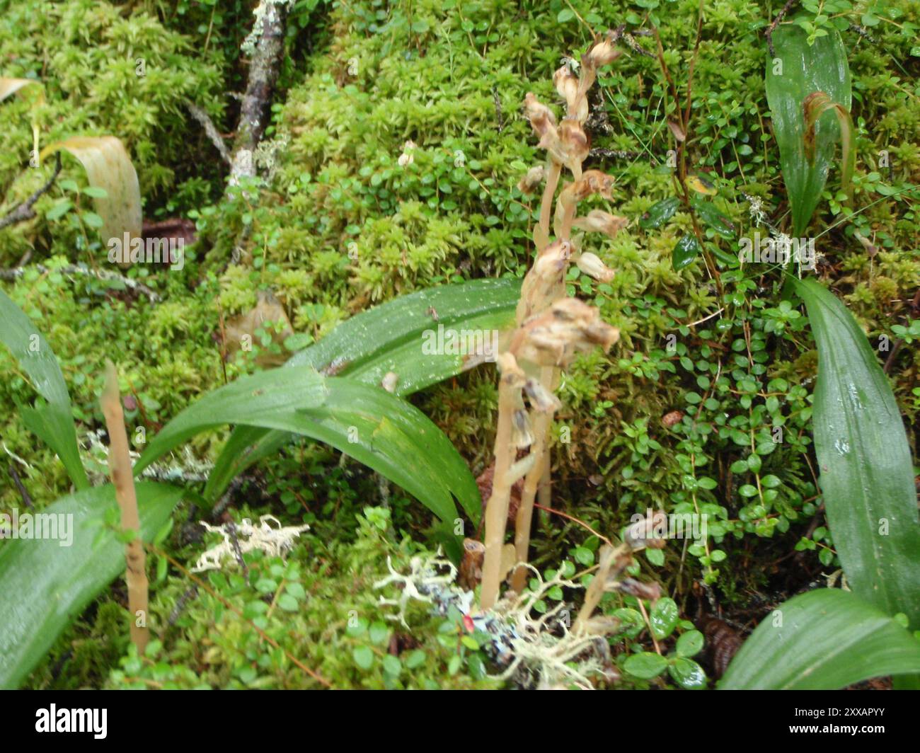 pinesap (Monotropa hypopitys) Plantae Stock Photo - Alamy