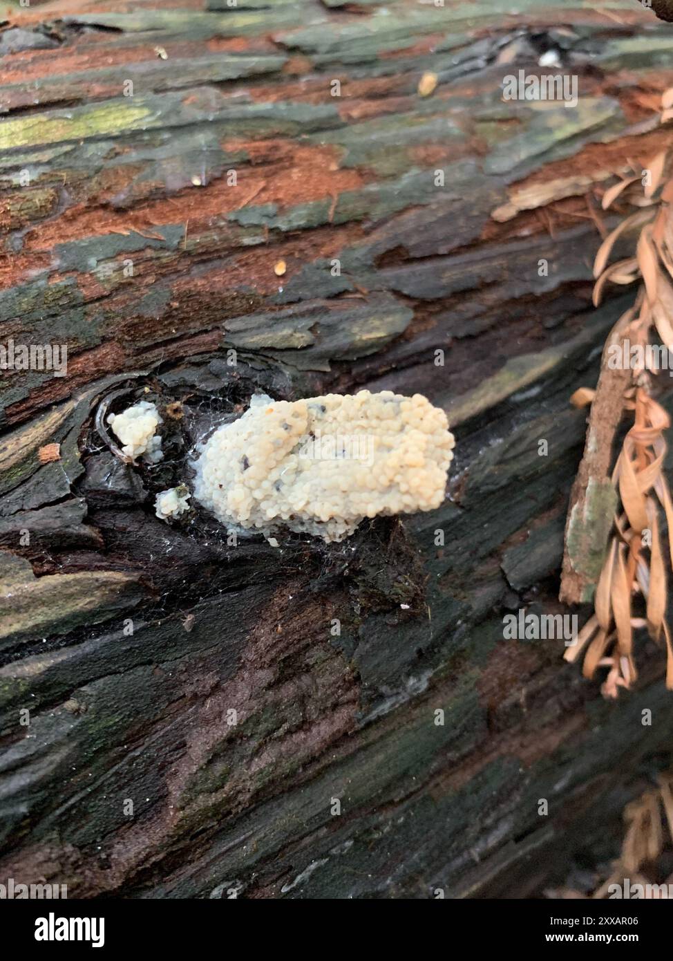 true slime molds (Myxomycetes) Protozoa Stock Photo - Alamy