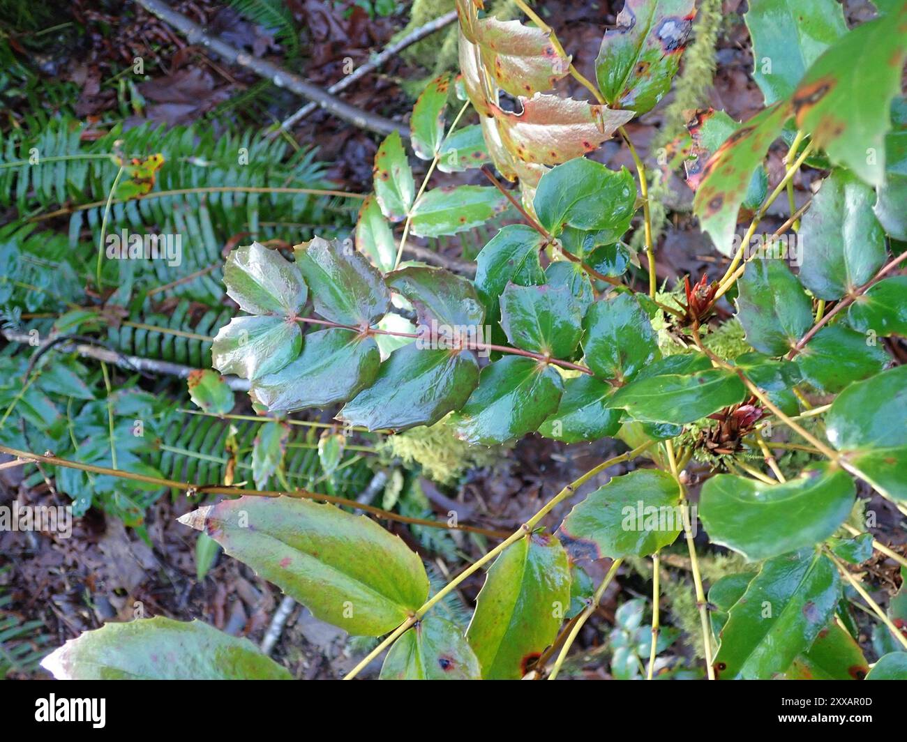 Cascade Oregon-grape (Berberis nervosa) Plantae Stock Photo - Alamy