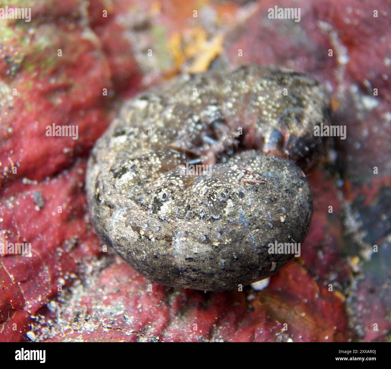 Cutworms and Dart Moths (Noctuinae) Insecta Stock Photo - Alamy