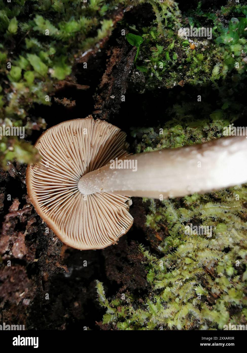 Brittlestems (Psathyrella) Fungi Stock Photo - Alamy