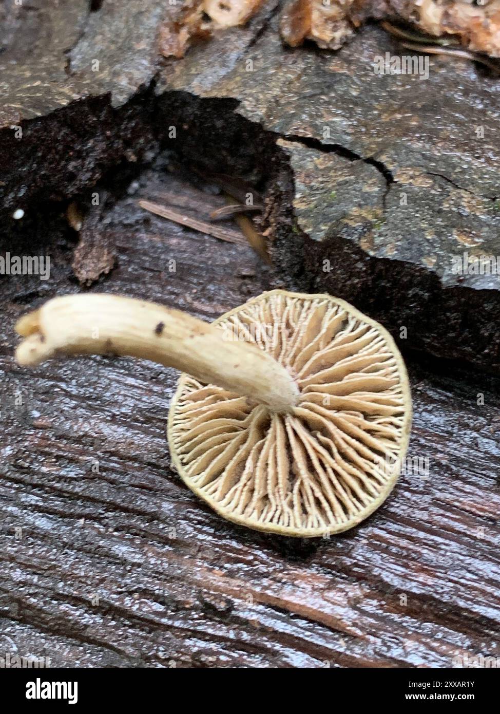 (Simocybe sumptuosa) Fungi Stock Photo - Alamy