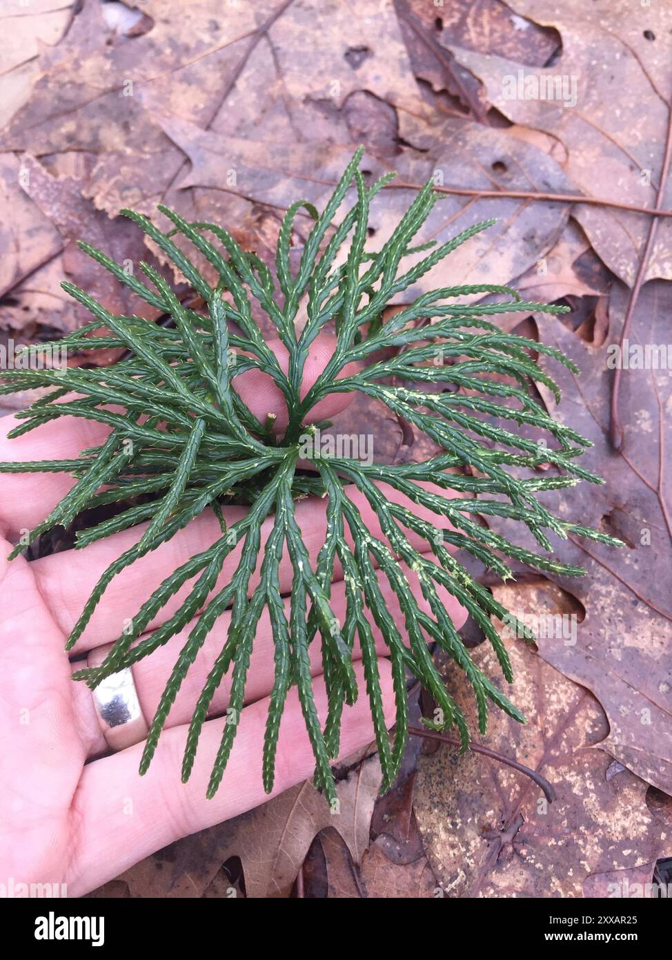 fan clubmoss (Diphasiastrum digitatum) Plantae Stock Photo - Alamy