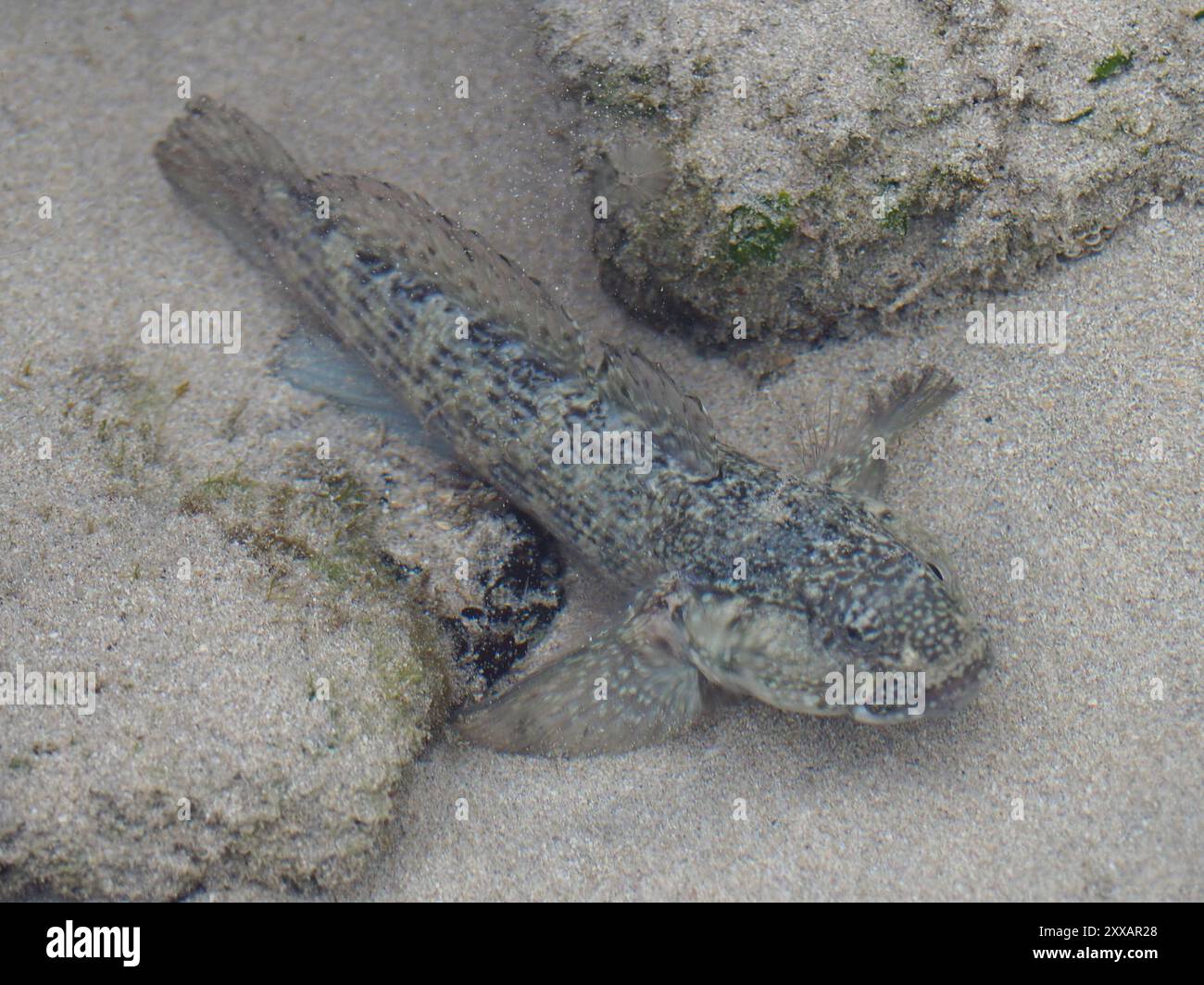 Southern Frillfin (Bathygobius lineatus) Actinopterygii Stock Photo - Alamy