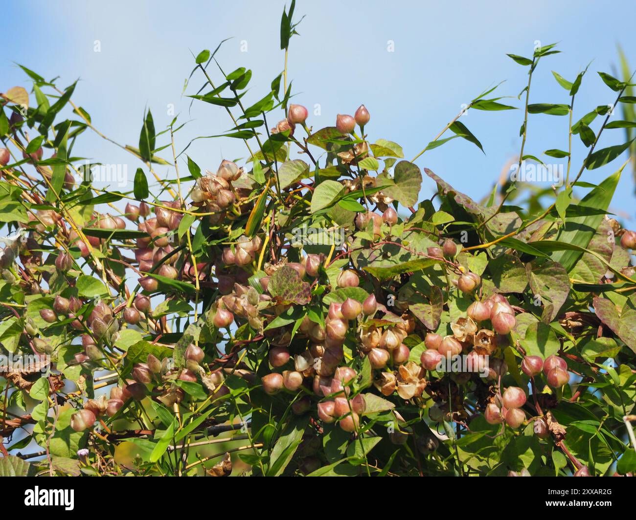 Turpeth (Operculina turpethum) Plantae Stock Photo - Alamy