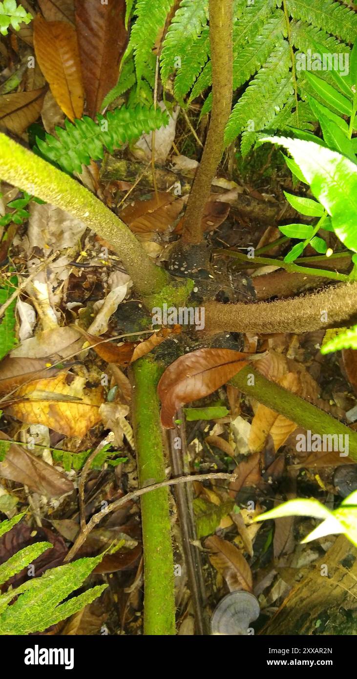 king fern (Angiopteris evecta) Plantae Stock Photo - Alamy