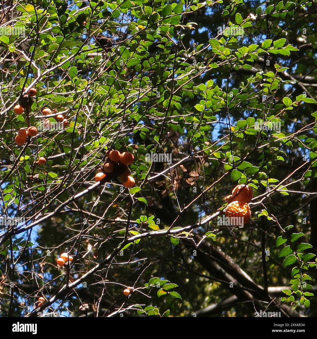 beech orange (Cyttaria gunnii) Fungi Stock Photo - Alamy