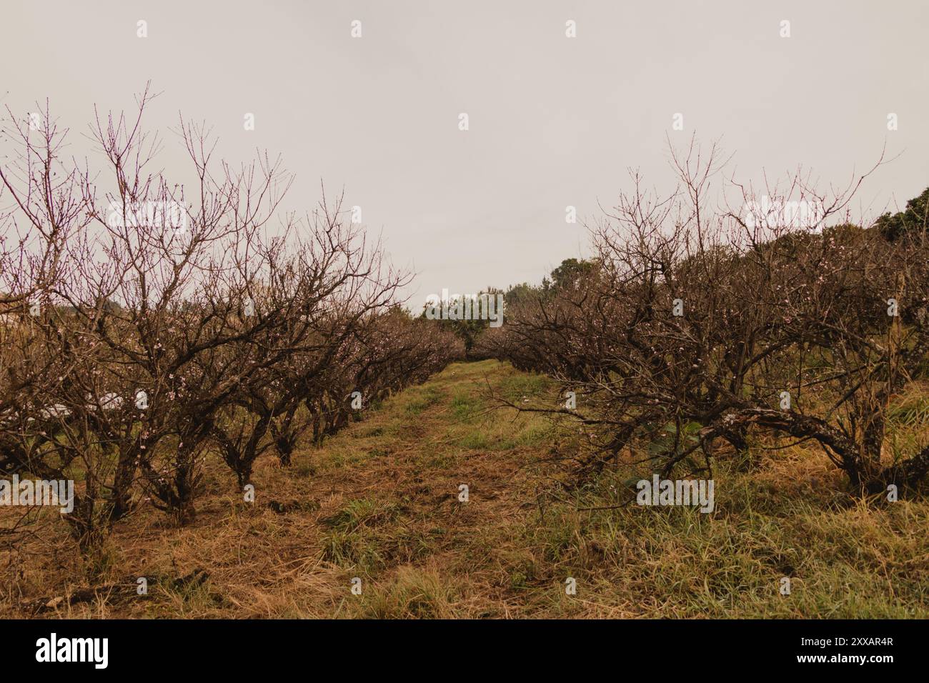 Peach orchard in full hi-res stock photography and images - Alamy