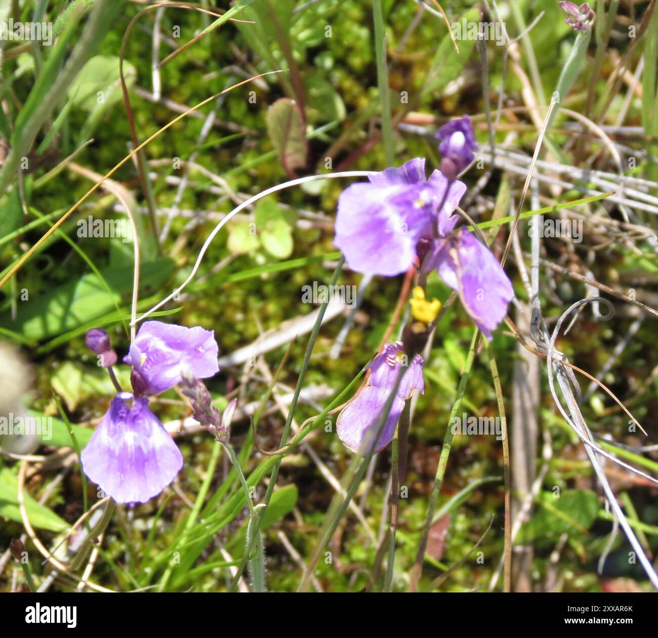 Lead Bladderwort (Utricularia livida) Plantae Stock Photo - Alamy